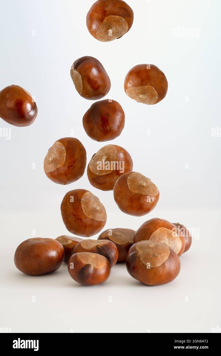 Champoin conker hi-res stock photography and images - Alamy