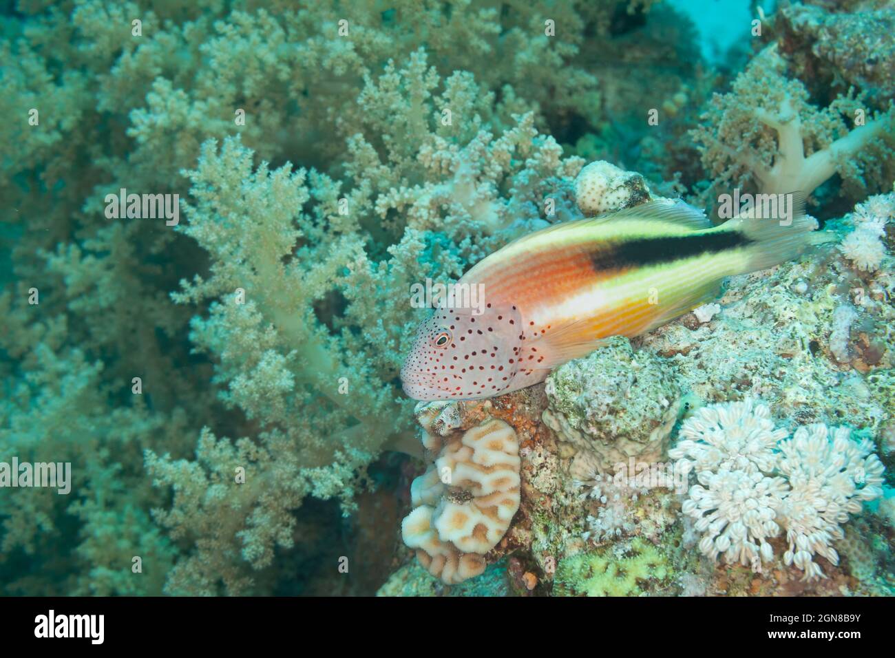 Fish of the Red sea. Grouper Stock Photo - Alamy