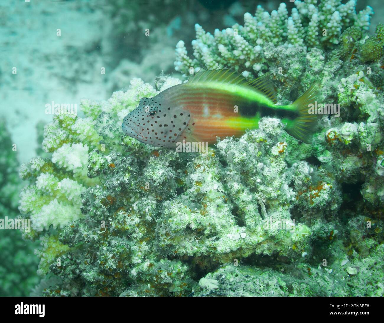 Fish of the Red sea. Grouper Stock Photo - Alamy