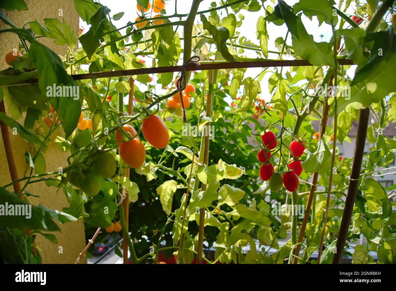 Caring for tomatoes hi-res stock photography and images - Alamy