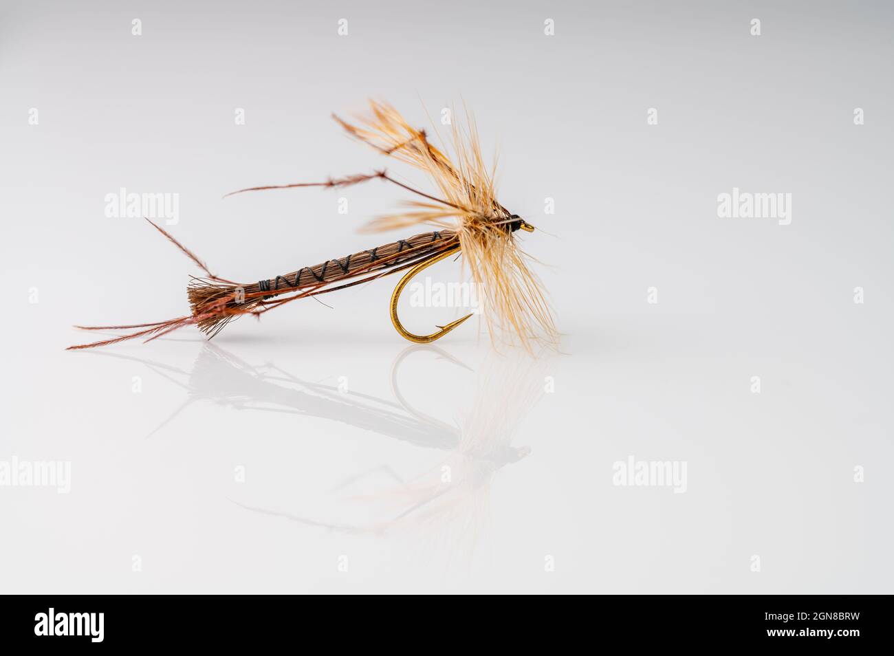 Crane Fly or Daddy Long Legs extended body Dry Fly Fishing fly against ...