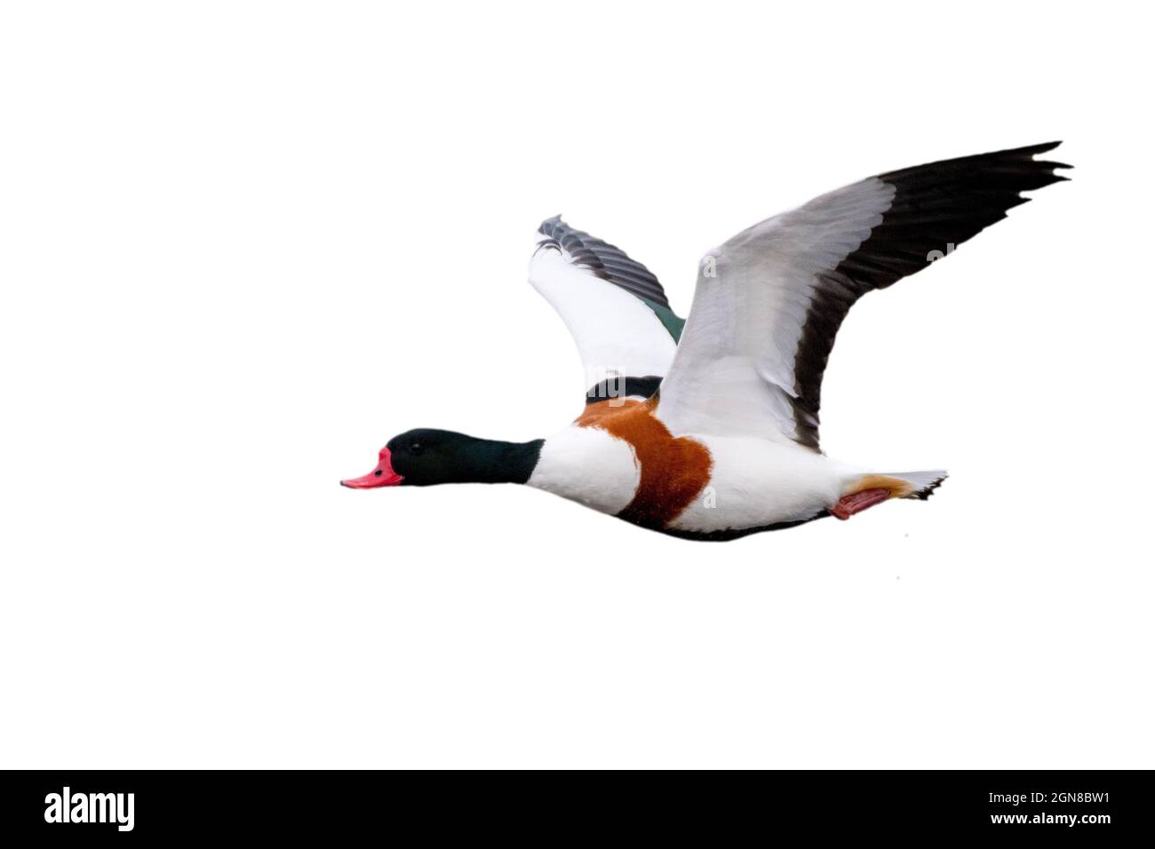 Cut out of an inflight eurasian male Shelduck tadorna tadorna on a ...