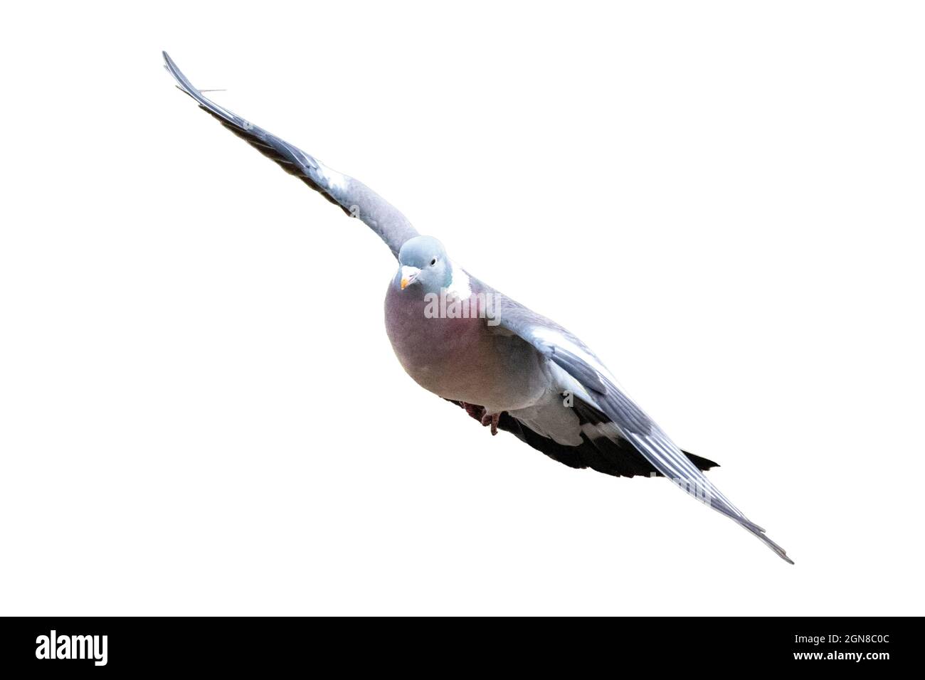 Isolated wood pigeon in flight on a white background Stock Photo - Alamy