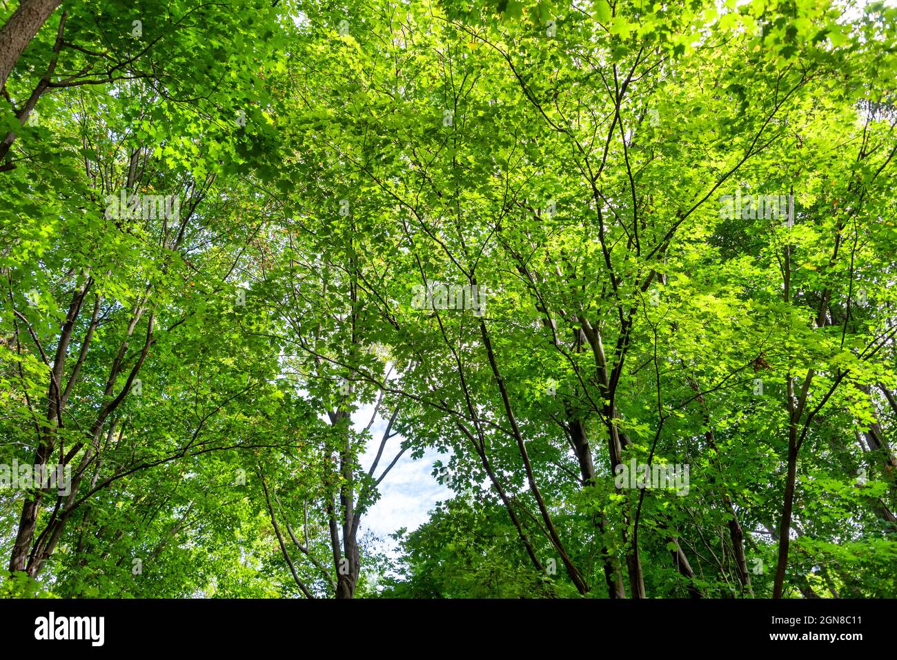 Lush trees frame hi-res stock photography and images - Alamy