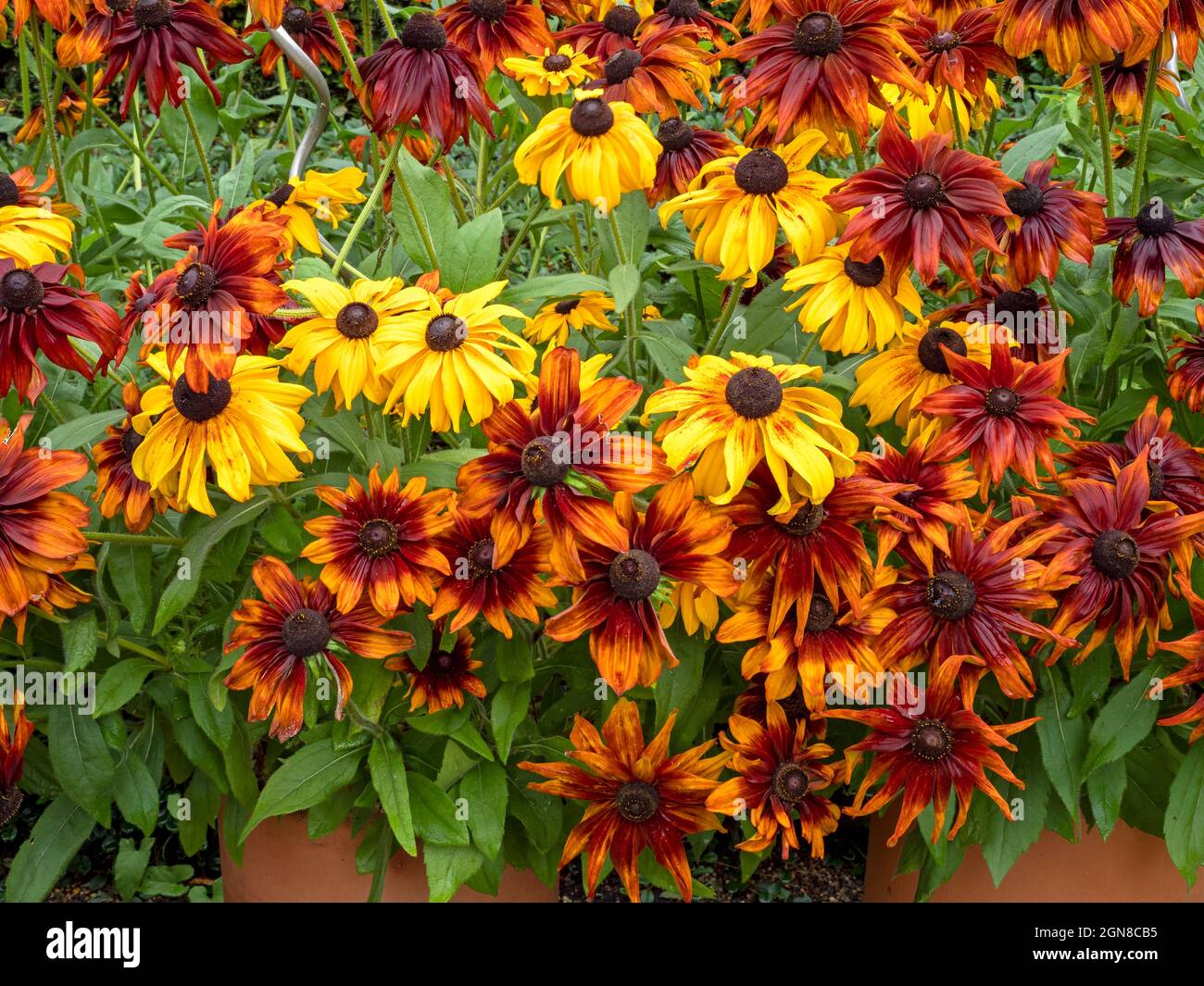 Colourful display of orange and yellow Rudbeckia coneflowers Stock ...