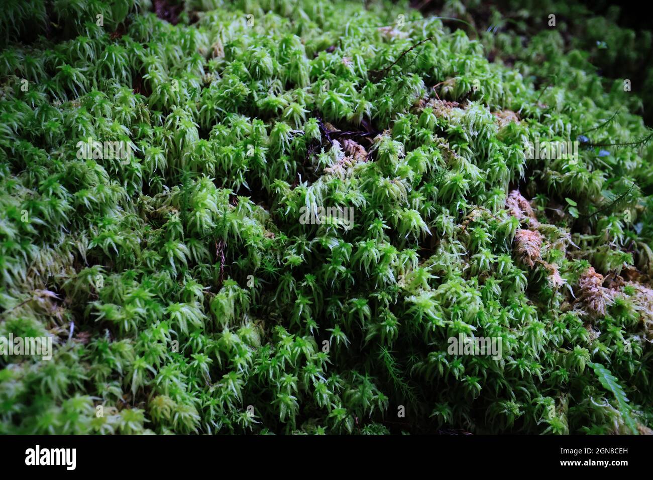 Typical vegetation of the Azores, Sao Miguel island, Azores Stock Photo ...