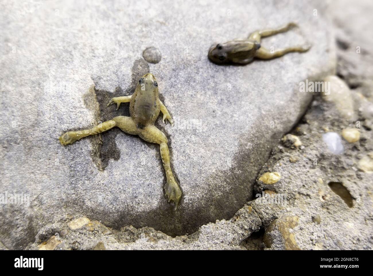 Detail of dead animals in a pond, disease and death Stock Photo - Alamy