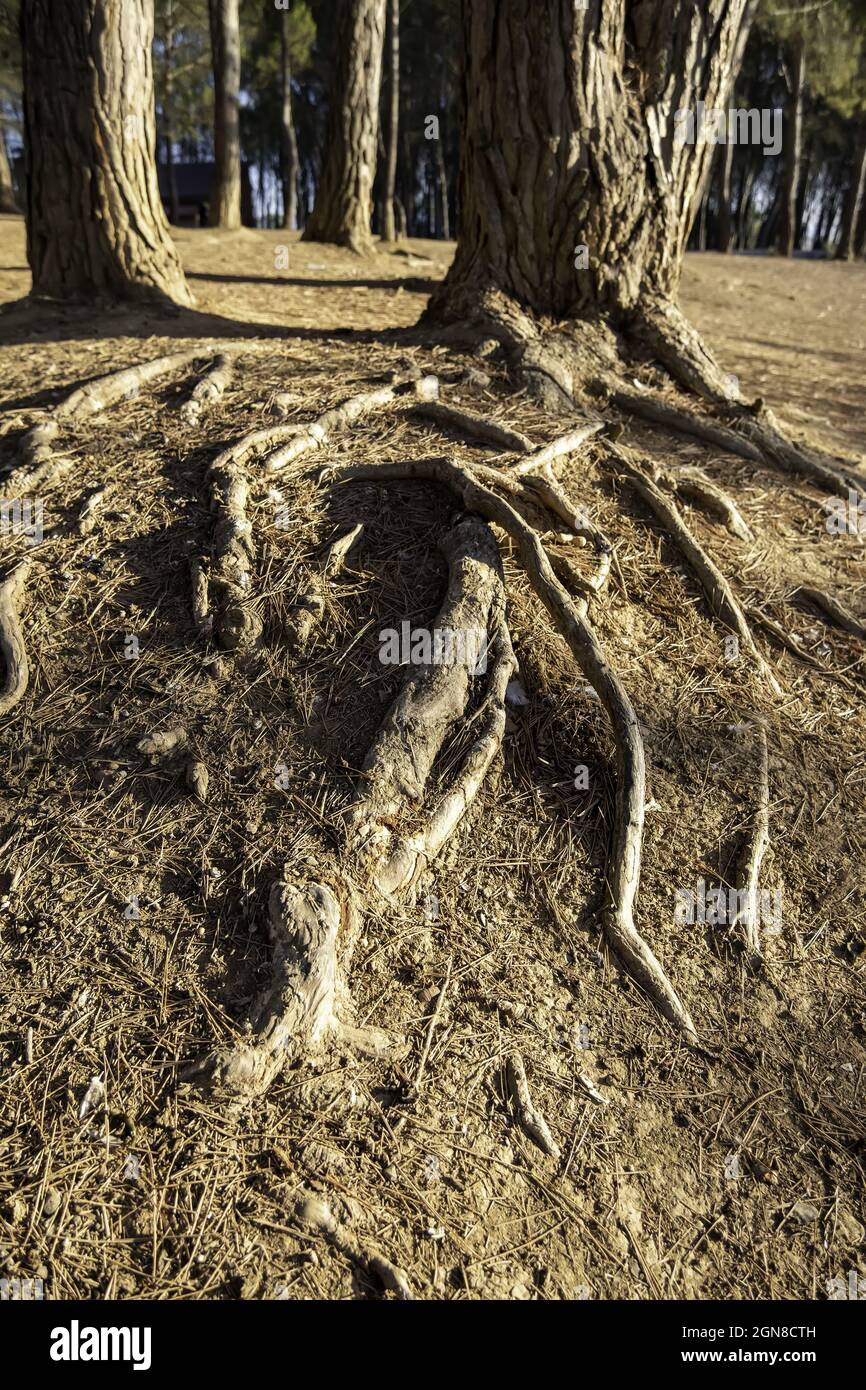 Old tree with roots outdoors, nature Stock Photo - Alamy