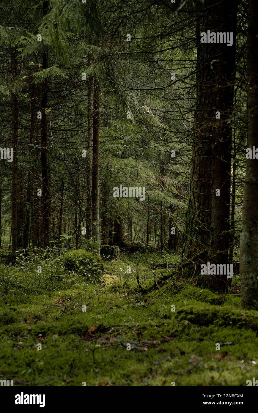 Vertical shot of a verdurous landscape in the forest depth Stock Photo ...