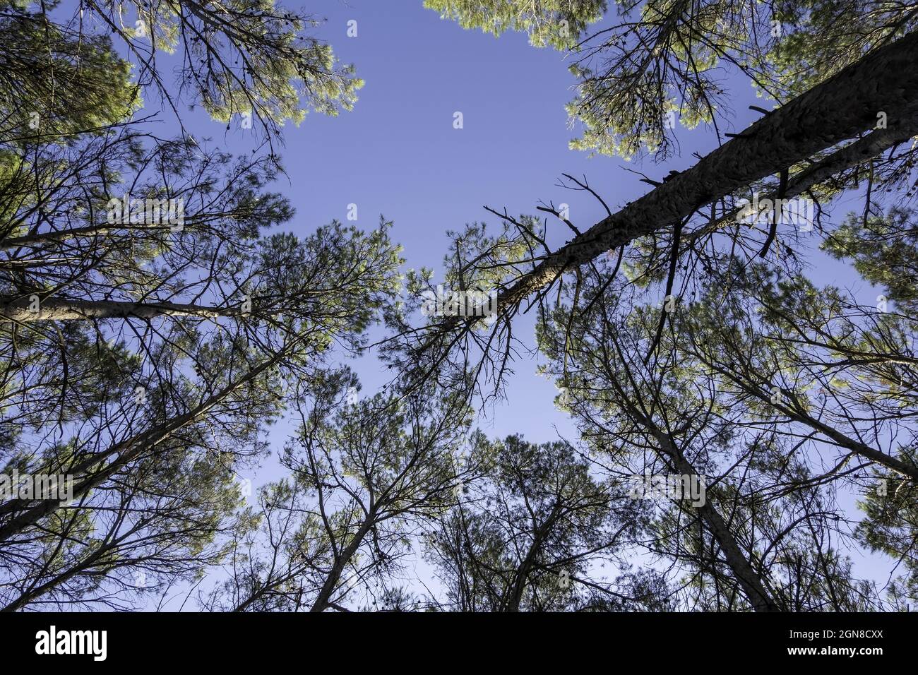 Perspective of some trees in a forest in nature Stock Photo - Alamy