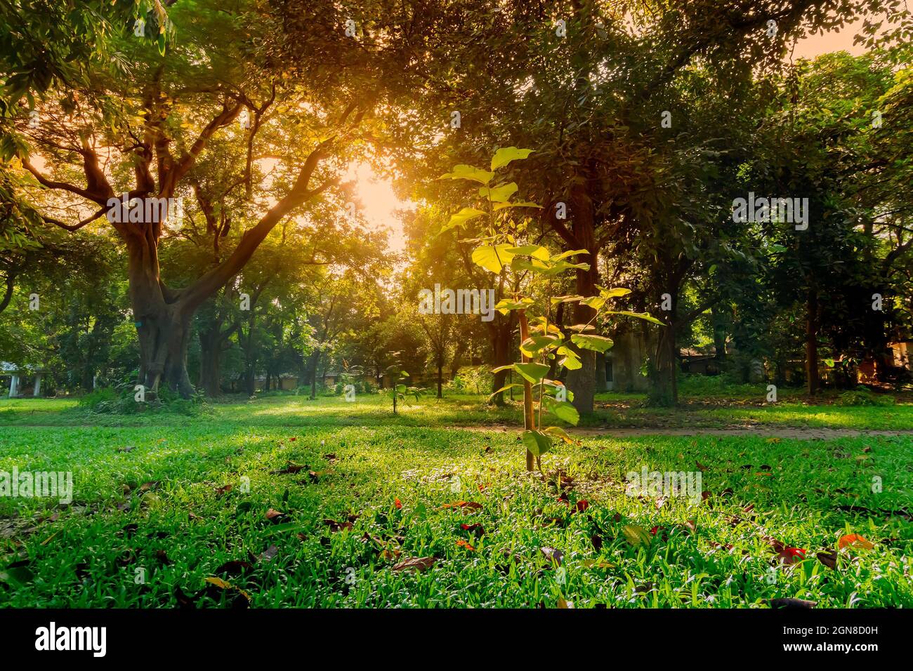 Sun light passing through leaves hi-res stock photography and images ...