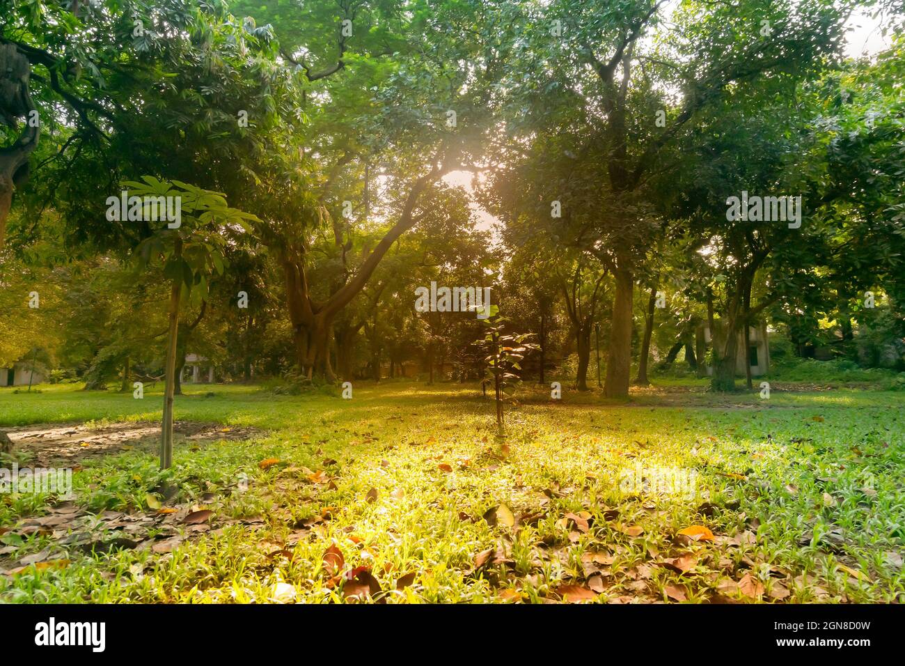 Sun light passing through leaves hi-res stock photography and images ...