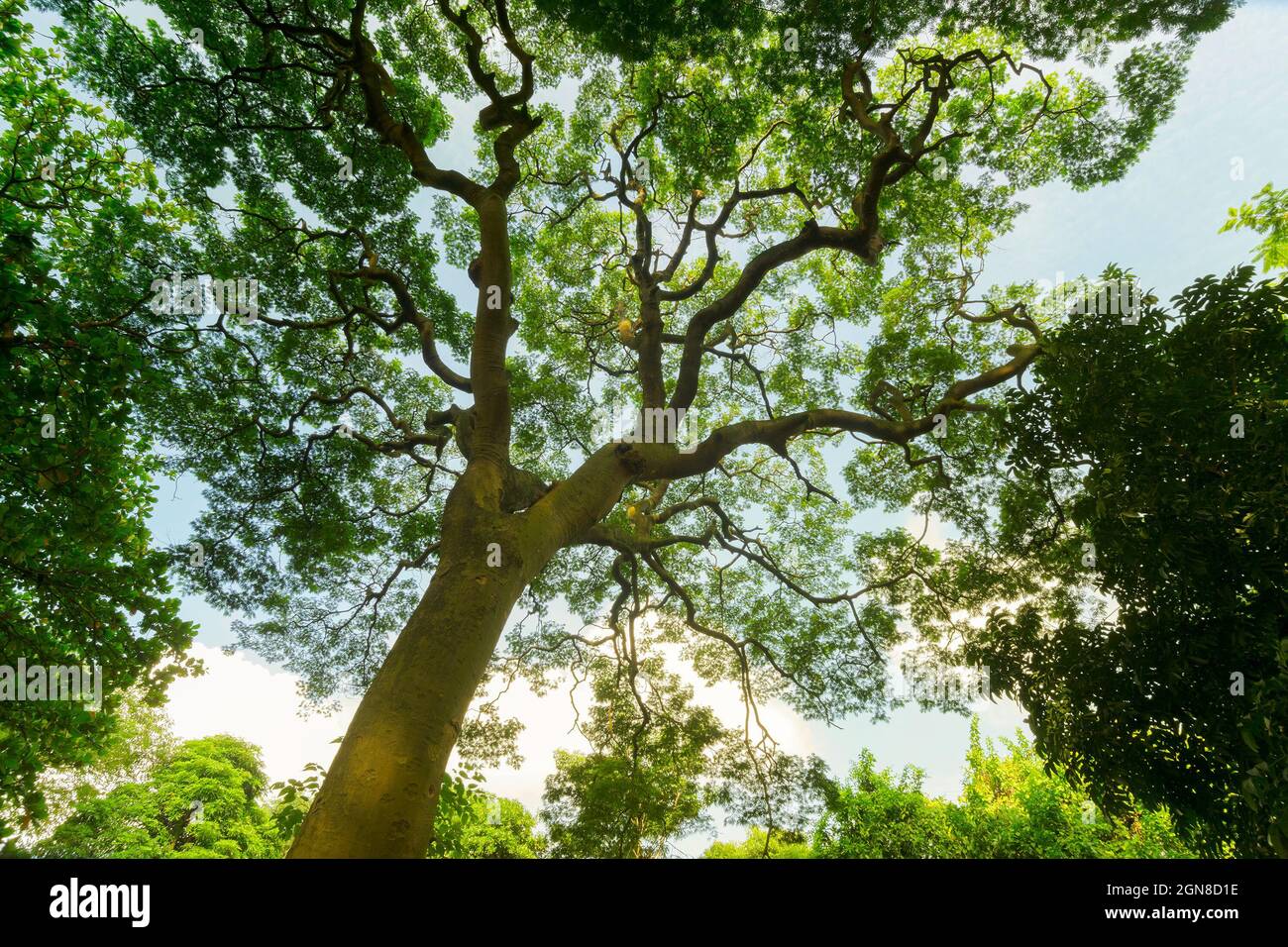 Beautiful large tree hi-res stock photography and images - Alamy