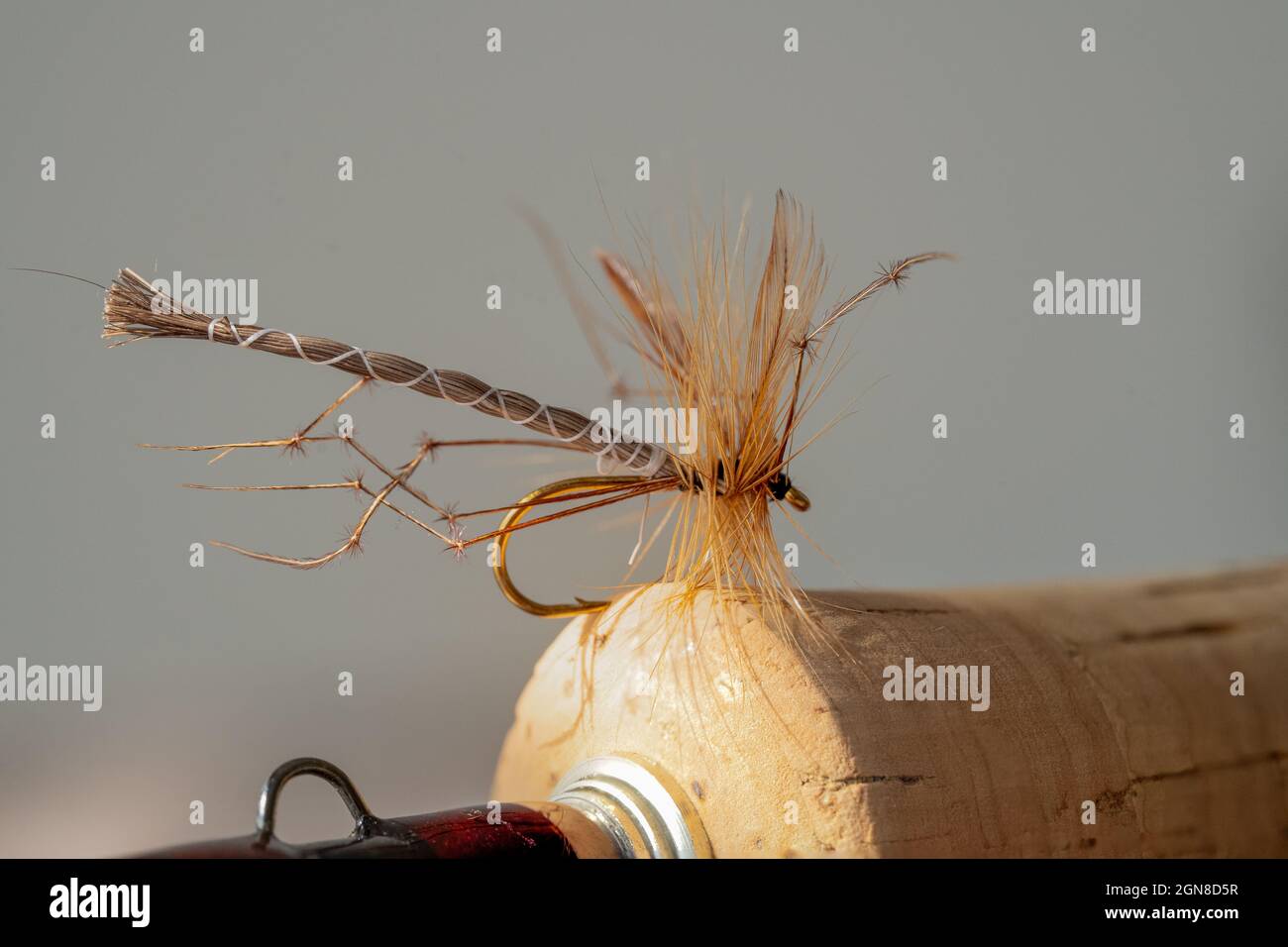 Steelhead trout hi-res stock photography and images - Alamy