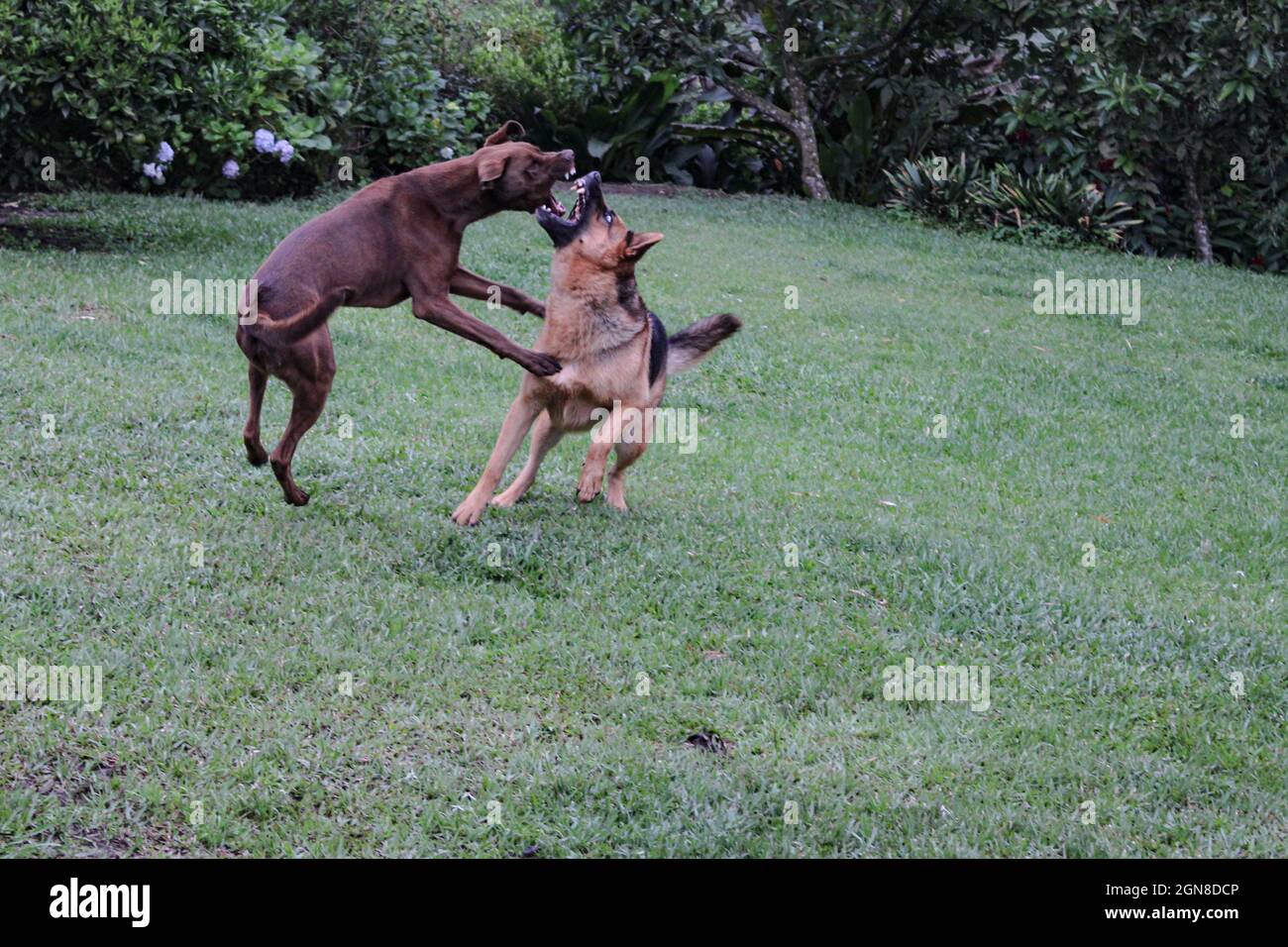 Dogs fight hi-res stock photography and images - Alamy