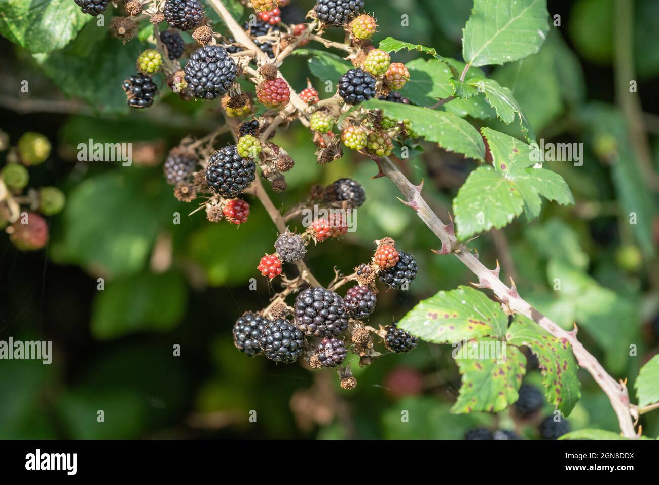 Hairy bush fruit hi-res stock photography and images - Alamy