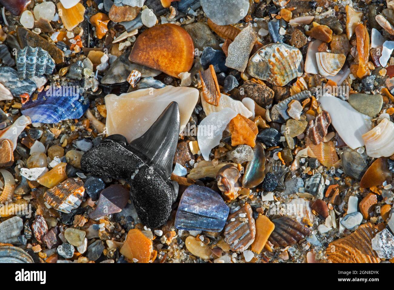 Tooth shells hi-res stock photography and images - Alamy