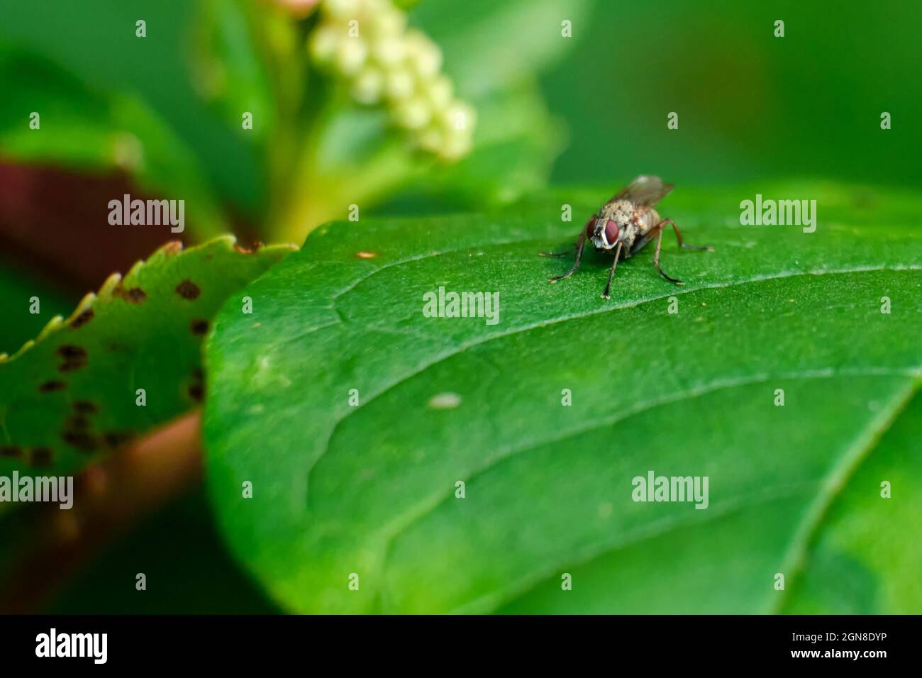 Brown fly with brown eyes settles on a green leaf Stock Photo - Alamy