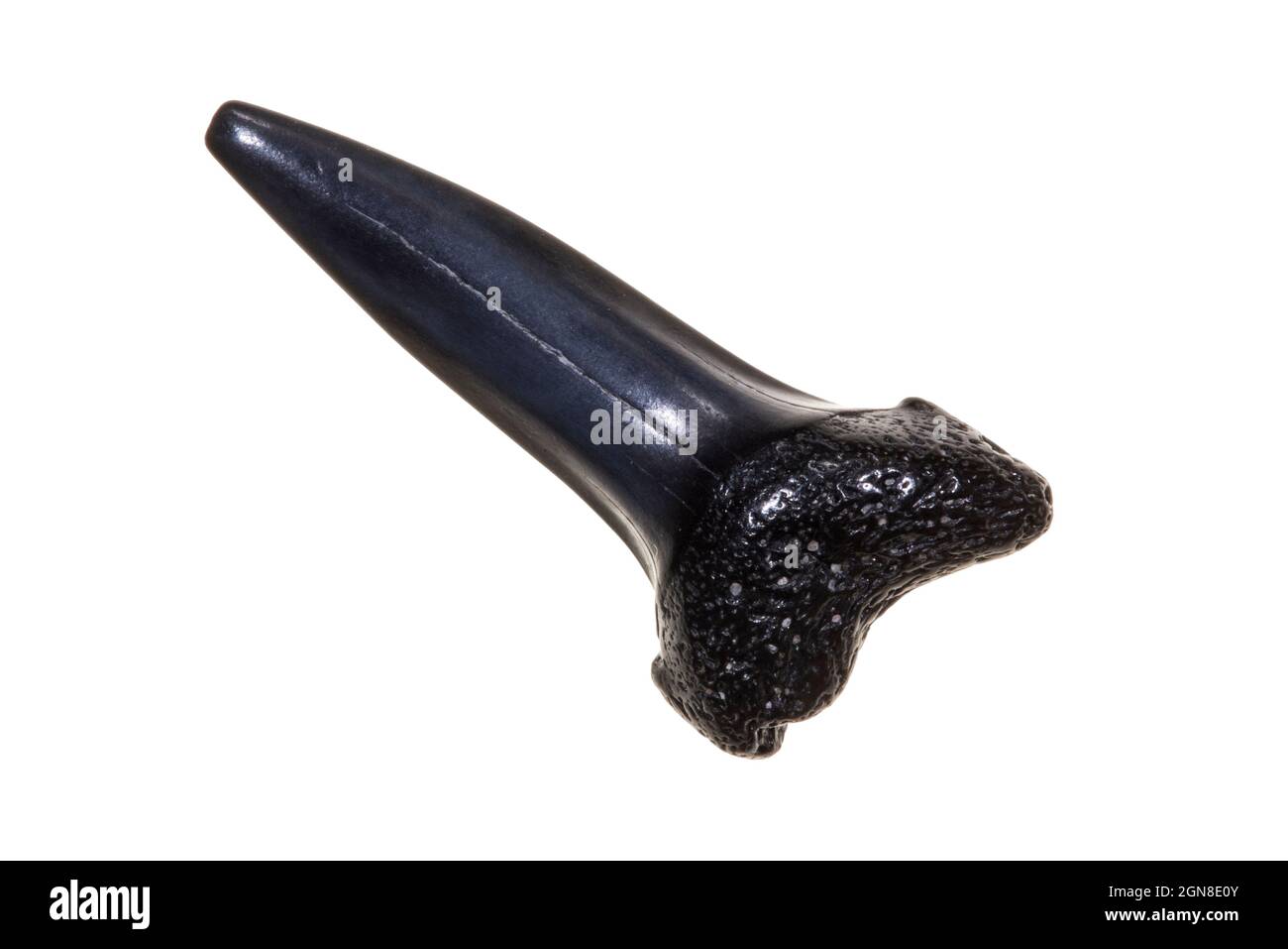 Fossilized Eocene shark tooth against white background Stock Photo - Alamy
