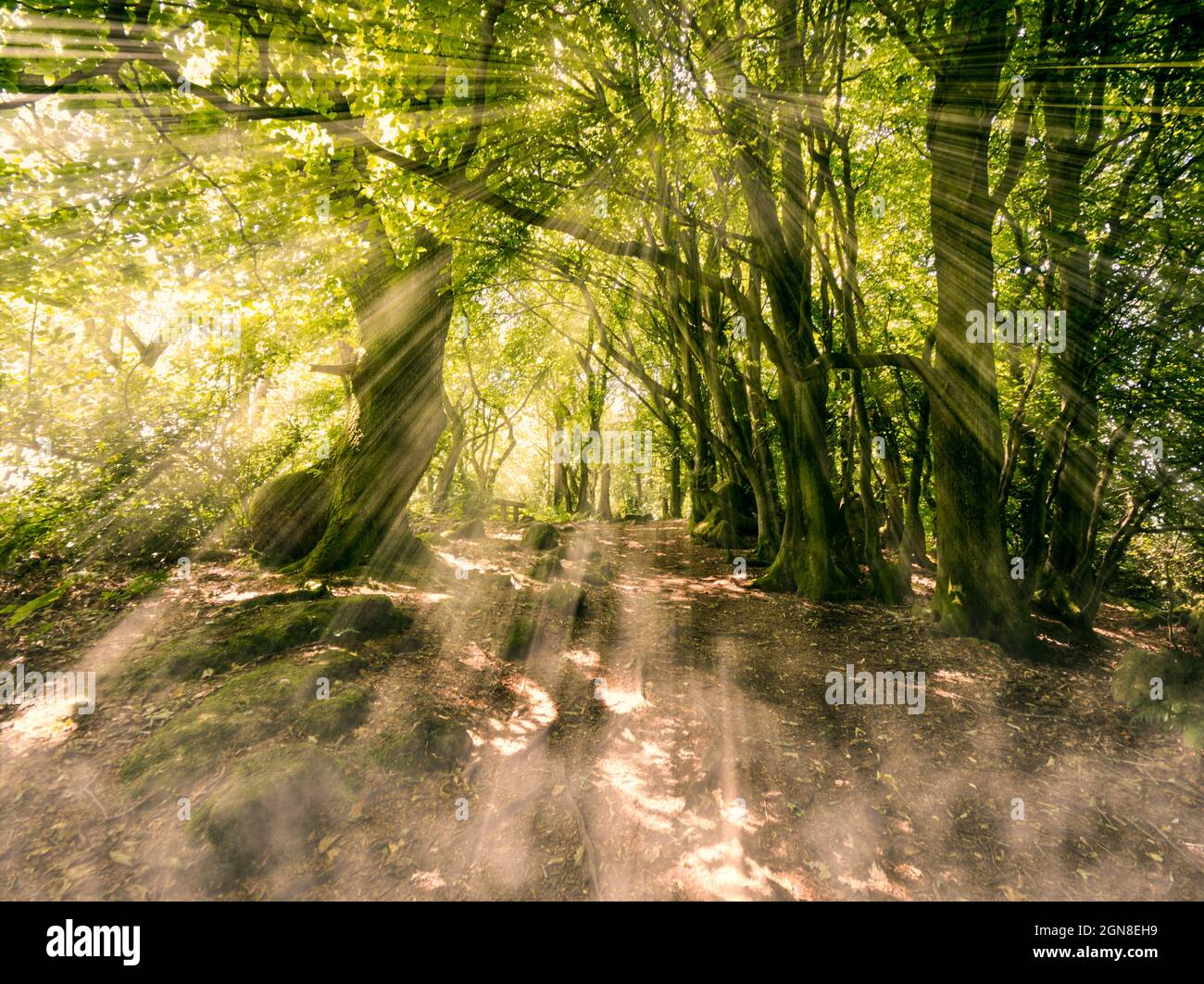 Pine trees casting shadows hi-res stock photography and images - Alamy
