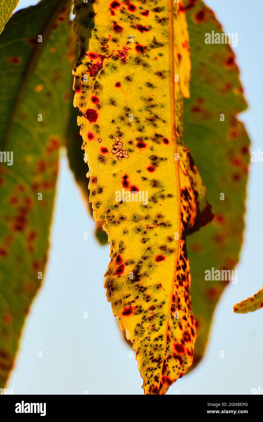 Turning colors hi-res stock photography and images - Alamy