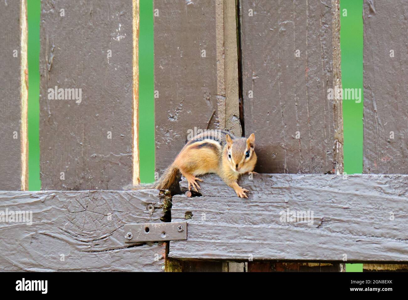 Eastern chipmunk rests on a fence brace Stock Photo - Alamy