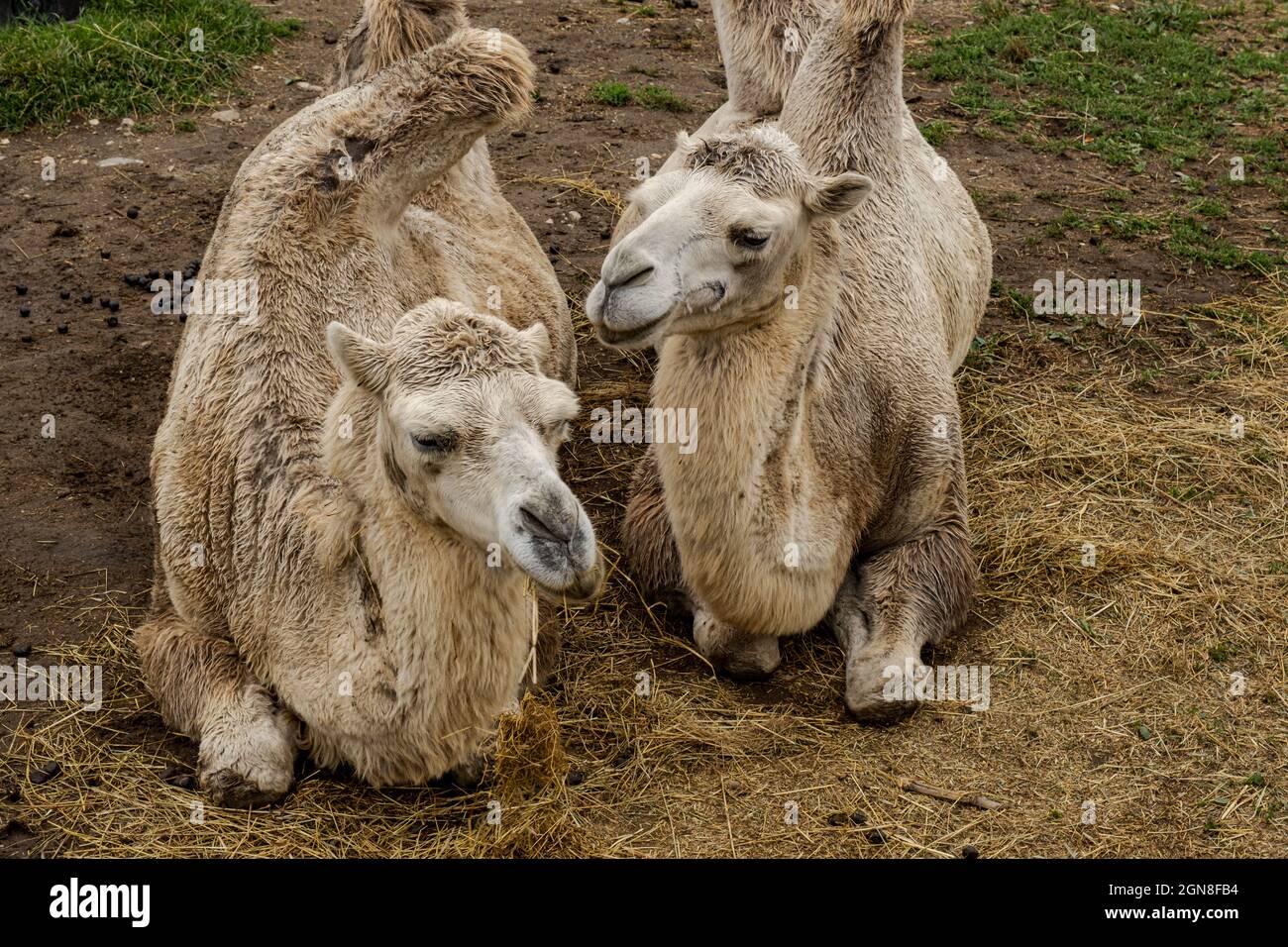 Portrait Of Chewing Eating Camel High Resolution Stock Photography and ...