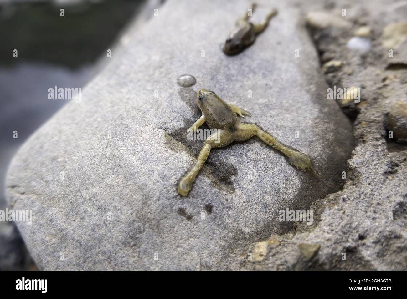 Detail of dead animals in a pond, disease and death Stock Photo - Alamy