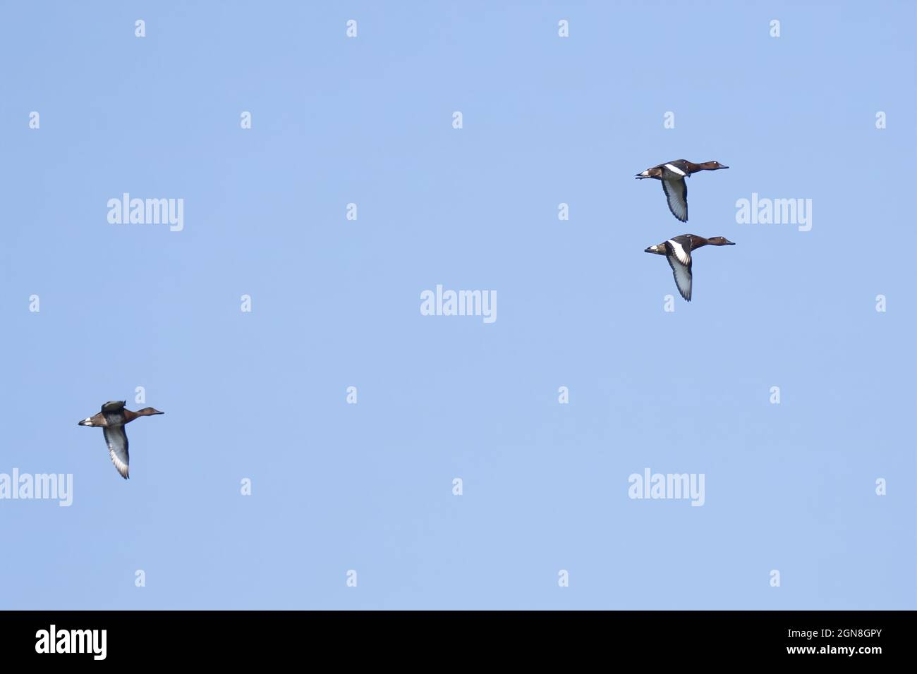 Three ducks flying in the sky Stock Photo - Alamy