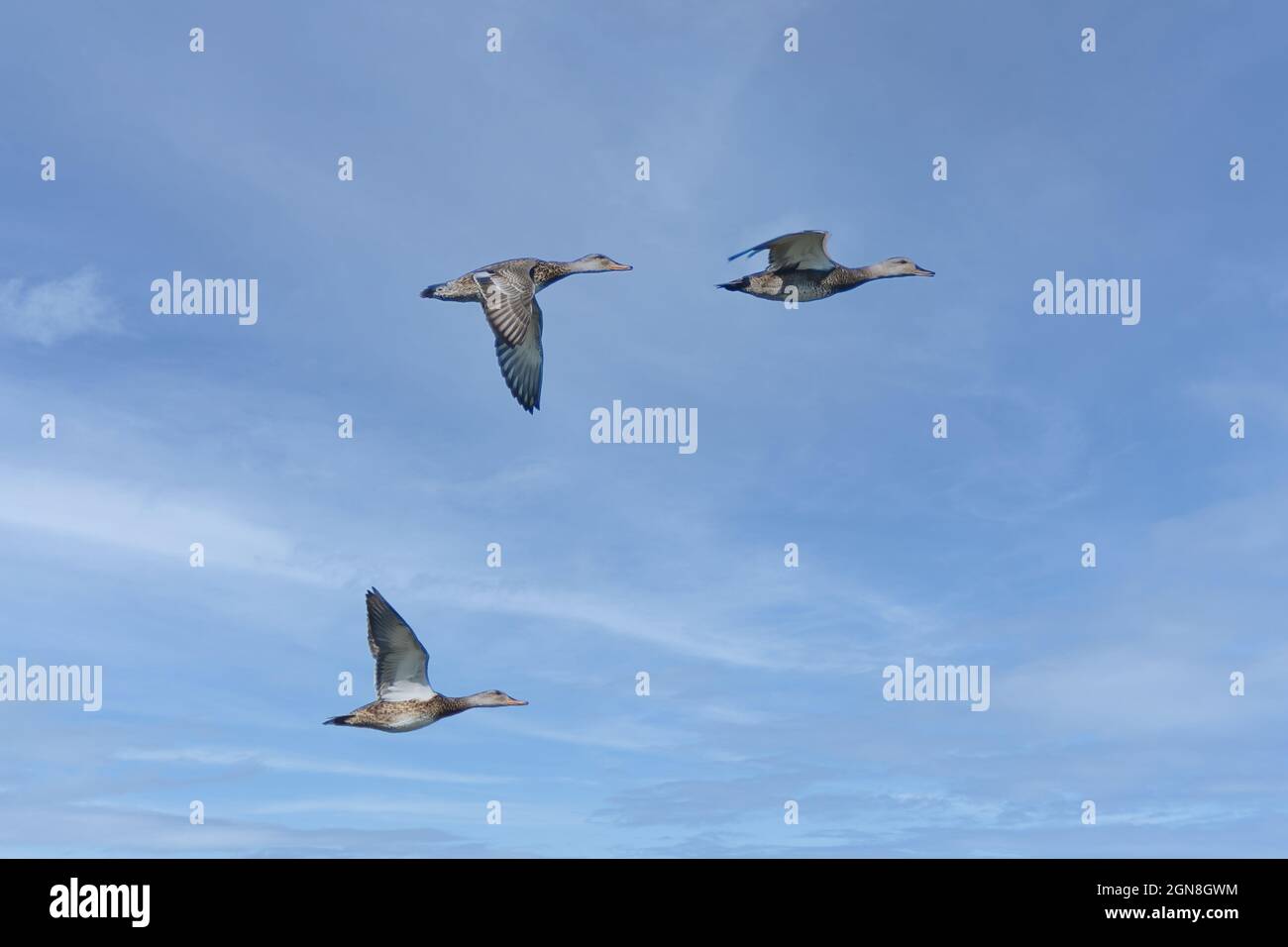 Three ducks flying in the sky. Side view Stock Photo - Alamy