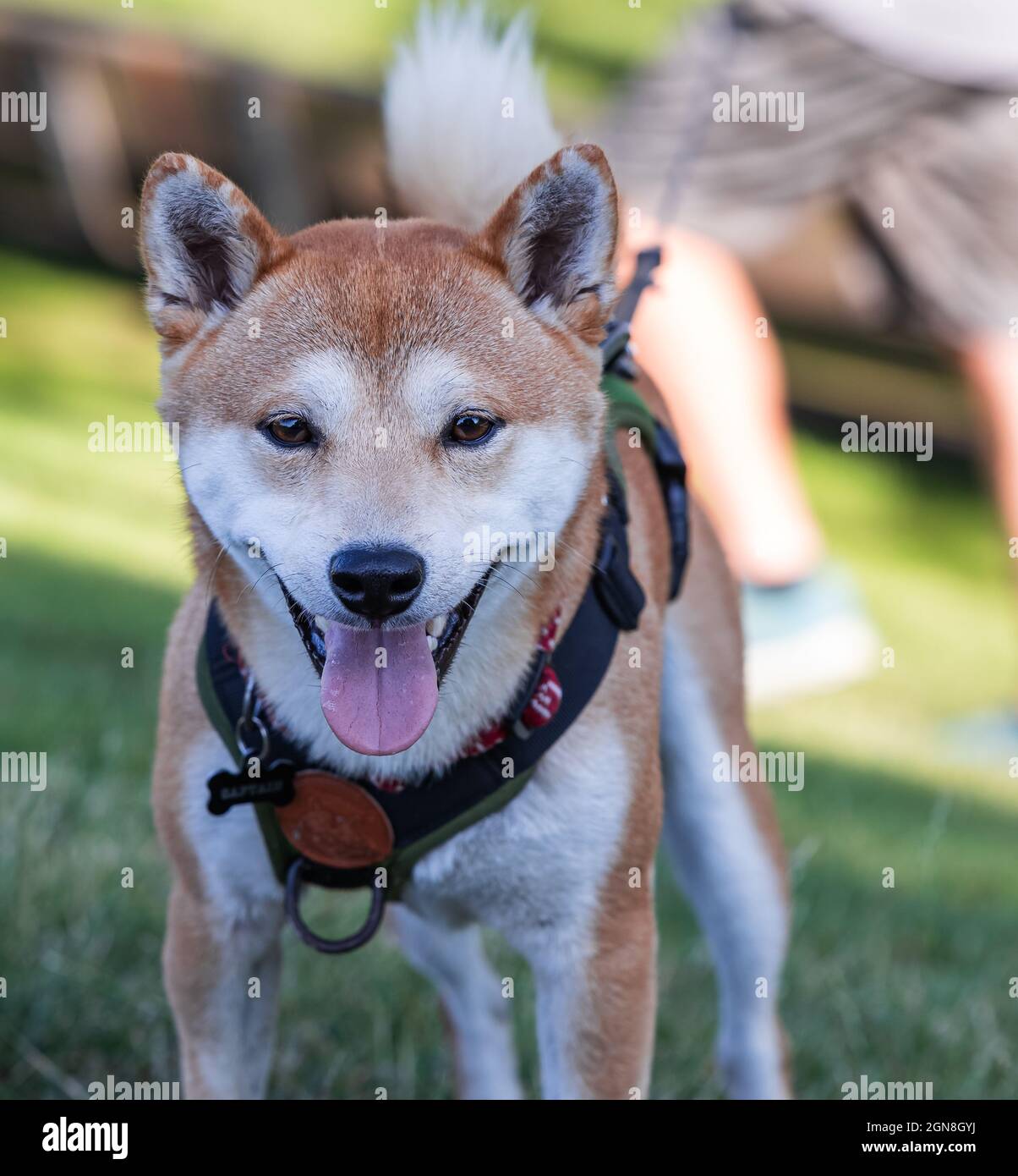 Shiba inu dog smiling posing for photo in a park Stock Photo - Alamy