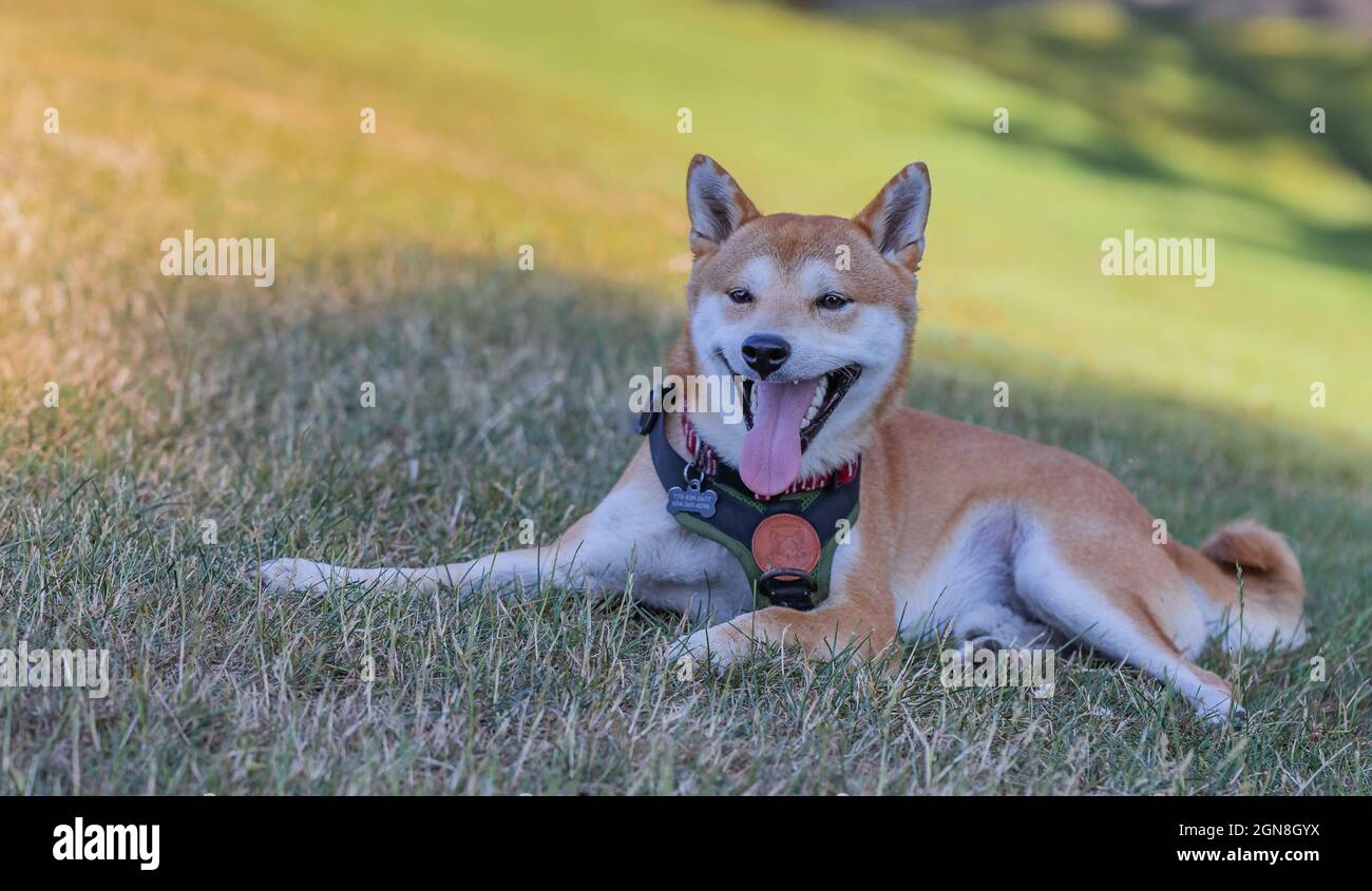 Shiba inu dog smiling posing for photo in a park Stock Photo - Alamy