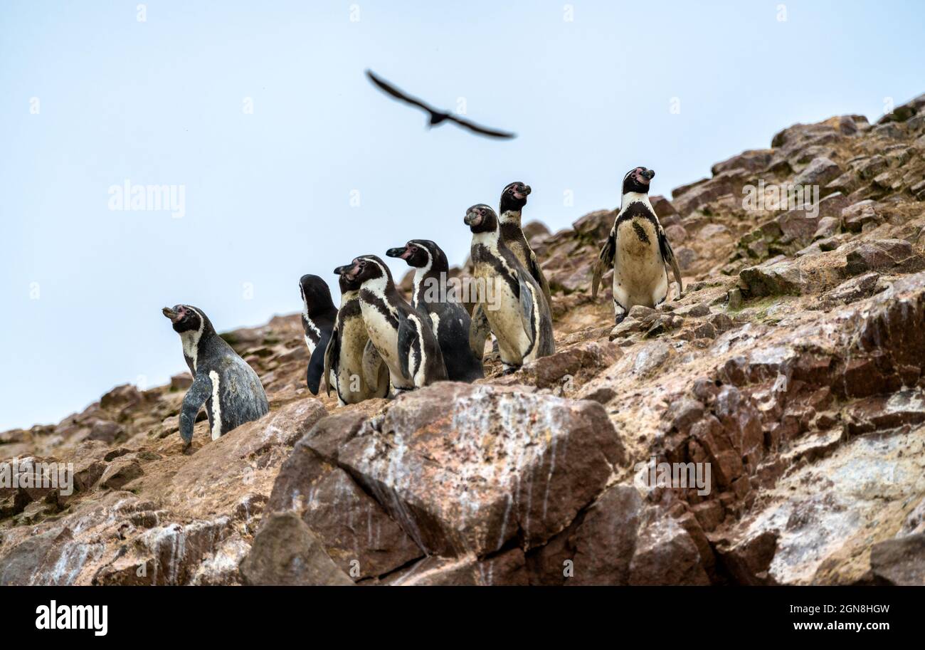 Humboldt penguins on the Ballestas Islands in Peru Stock Photo - Alamy