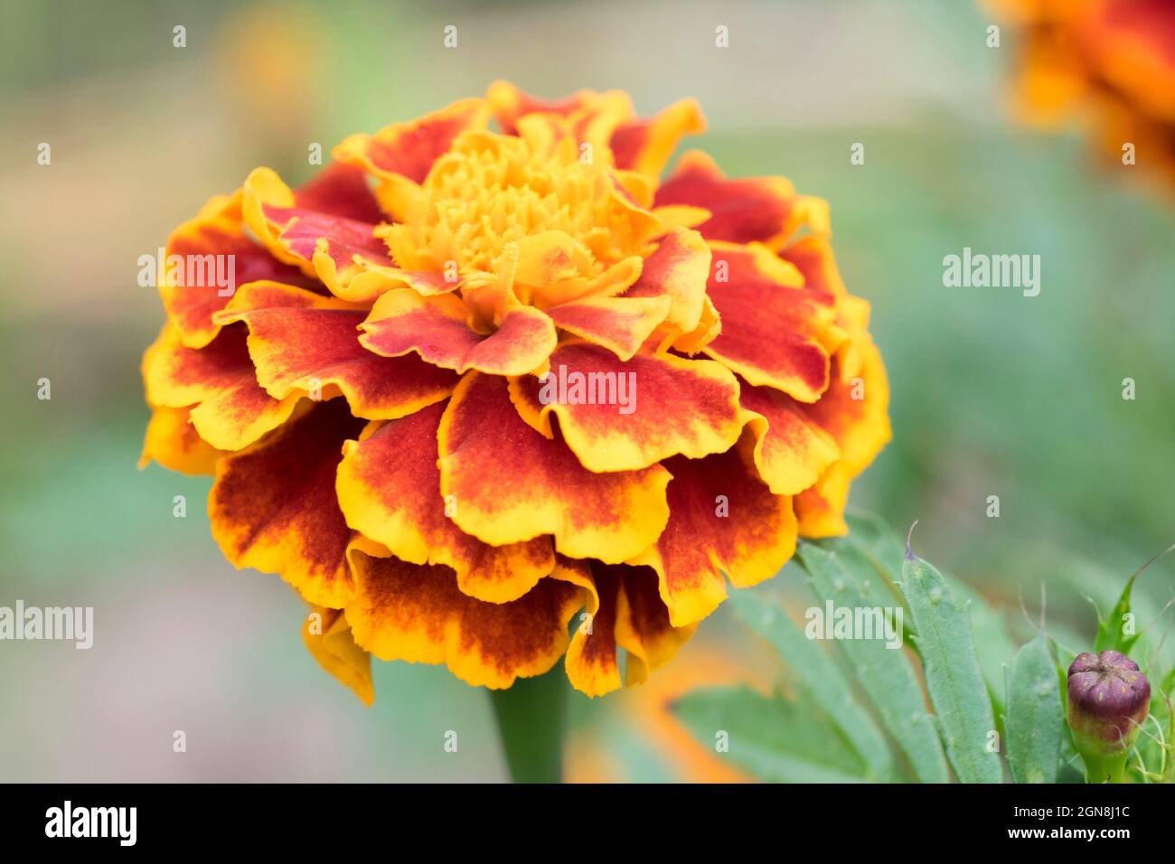 Marigold flower (Calendula officinalis) in red and yellow colors on ...