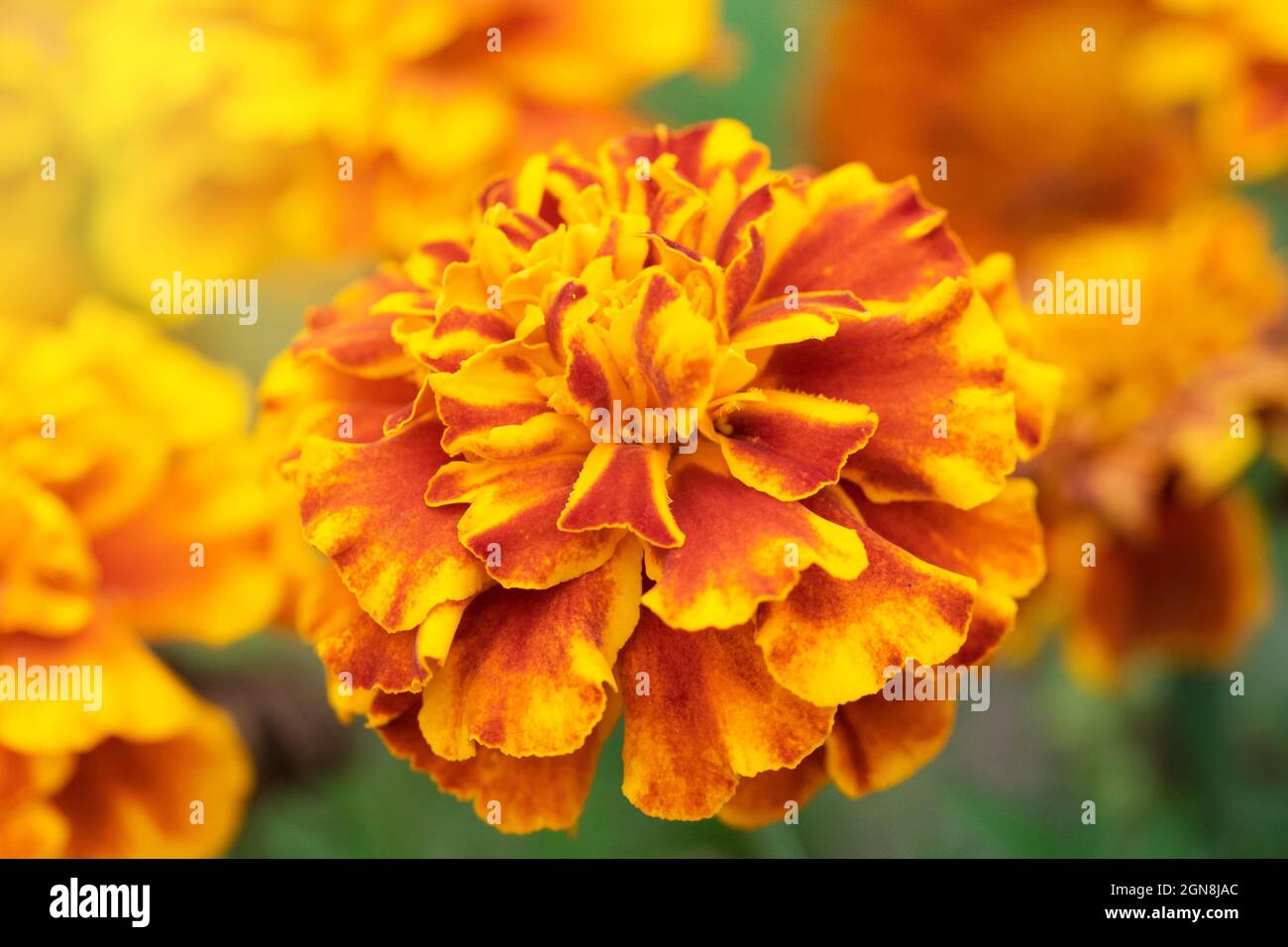 Marigold flower (Calendula officinalis) in red and yellow colors on ...