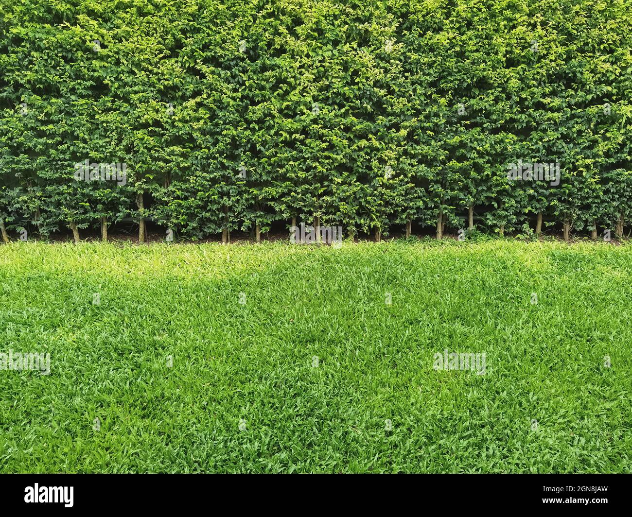 Long green hedge or green leaves wall with textured green grass lawn in ...