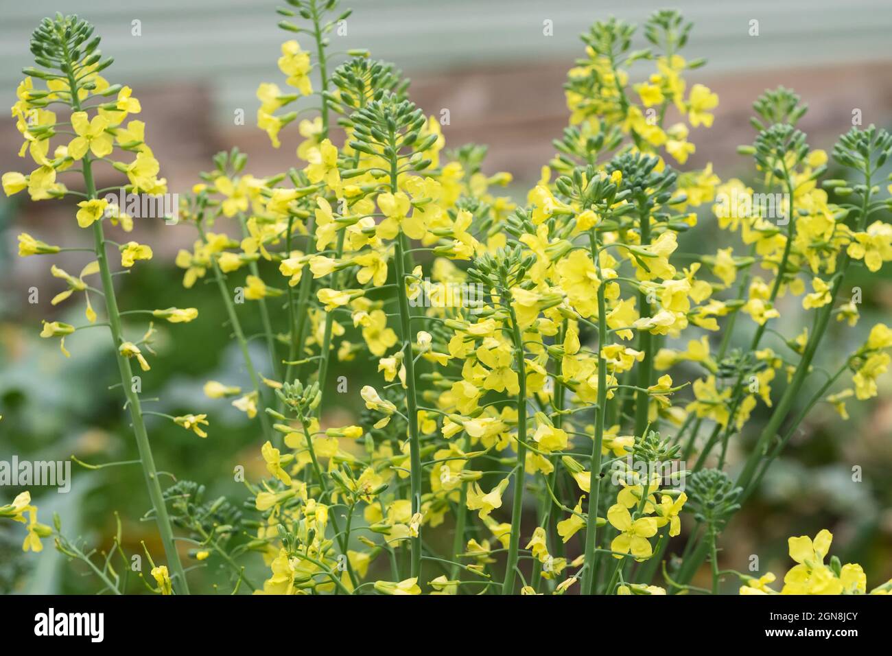 Mustard model hi-res stock photography and images - Alamy
