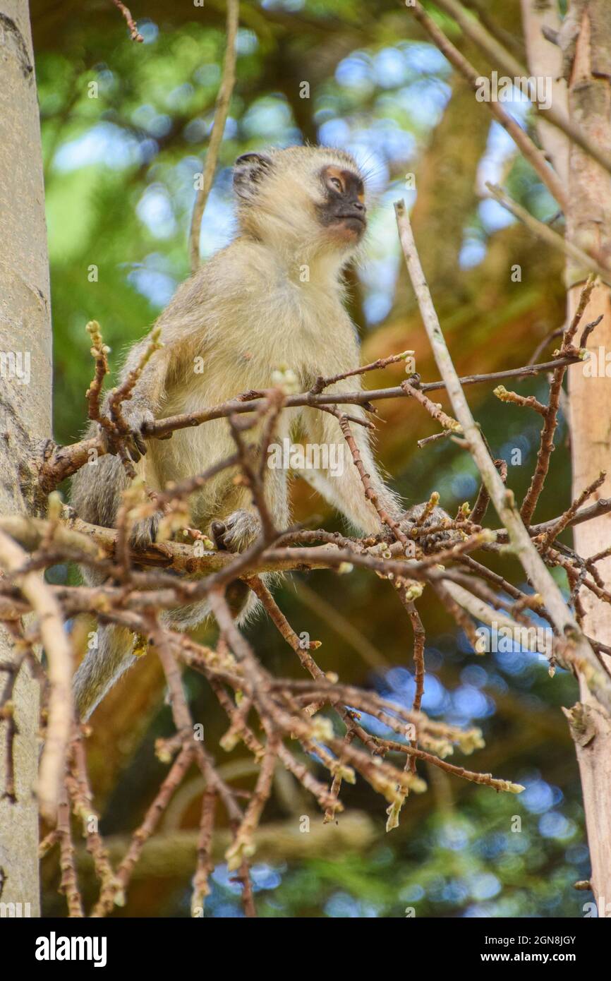A young vervet monkey in a tree in a nature reserve in Zimbabwe Stock ...