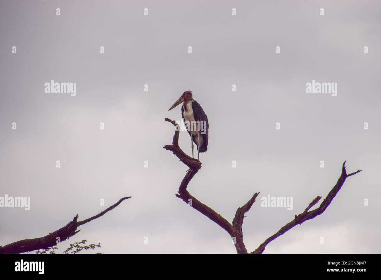 A marabou stork on a tree in Hwange National Park, Zimbabwe Stock Photo ...