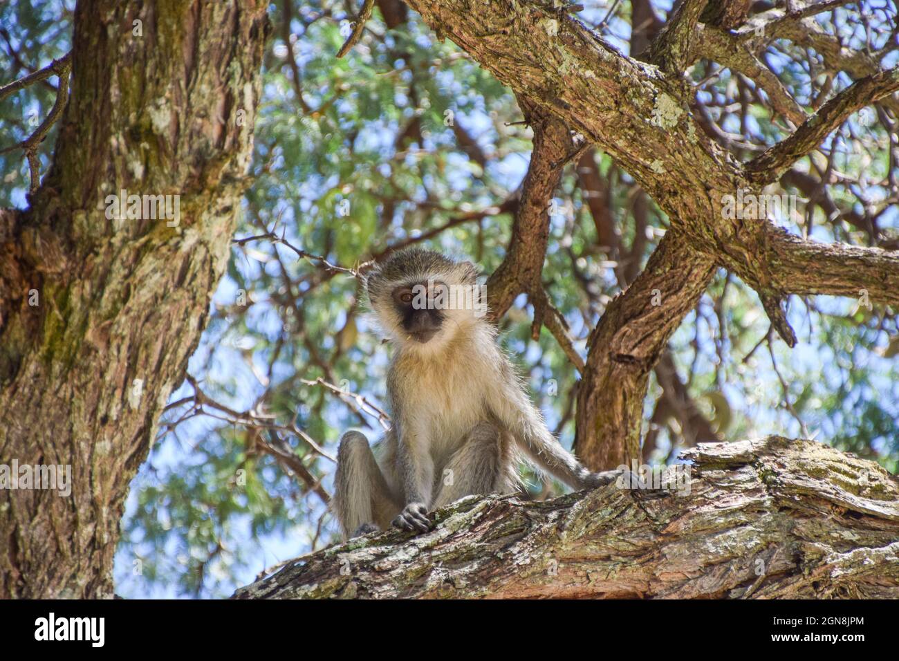 A young vervet monkey in a tree in a nature reserve in Zimbabwe Stock ...