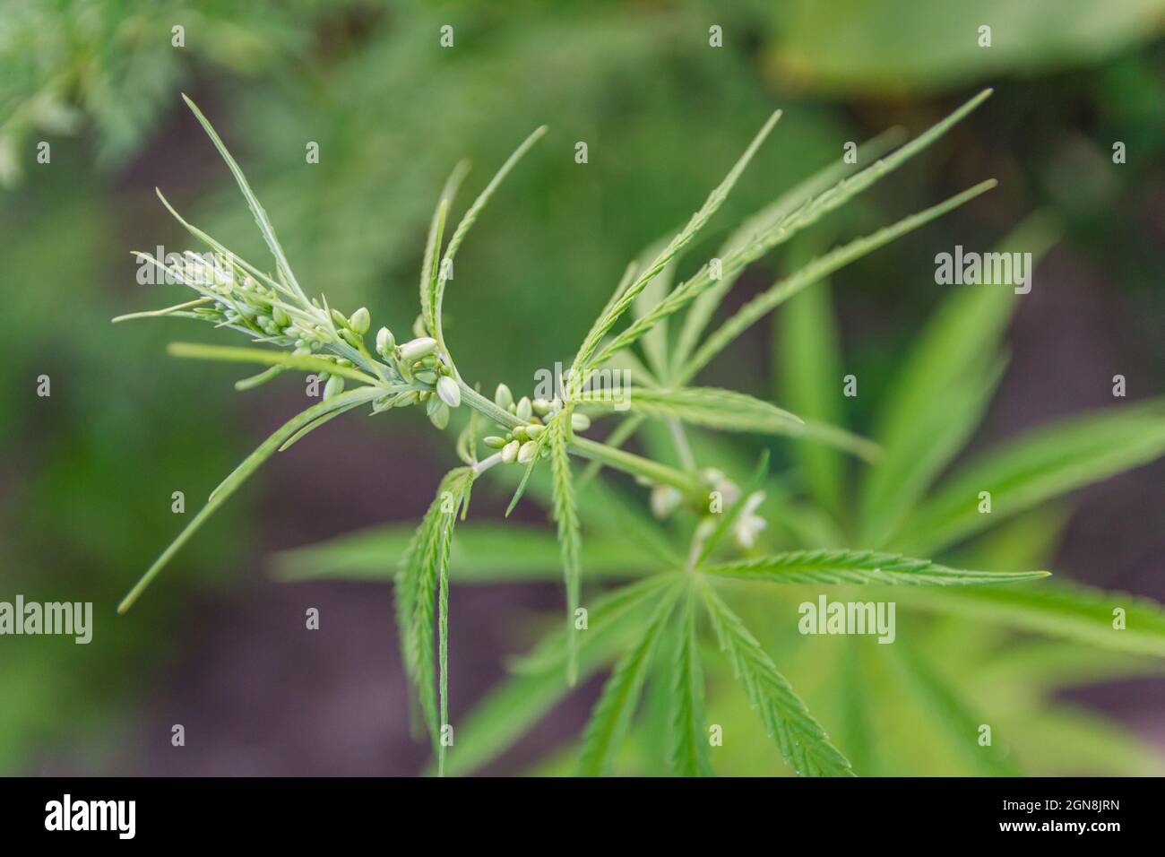 Selective focus shot of a growing hemp plant Stock Photo - Alamy