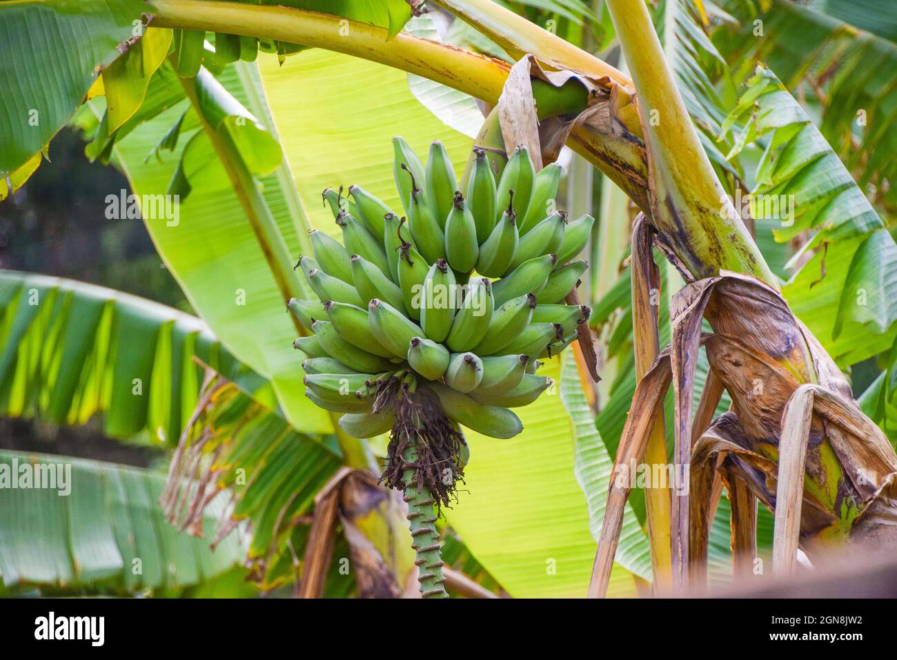 How do bananas grow on trees hi-res stock photography and images - Alamy