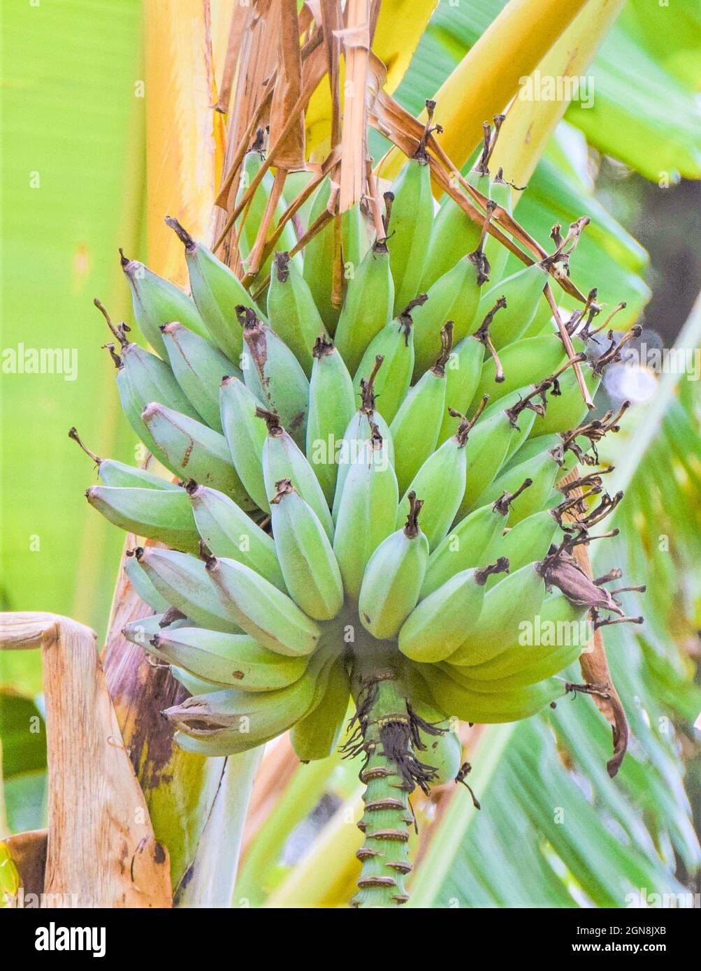 How do bananas grow on trees hi-res stock photography and images - Alamy