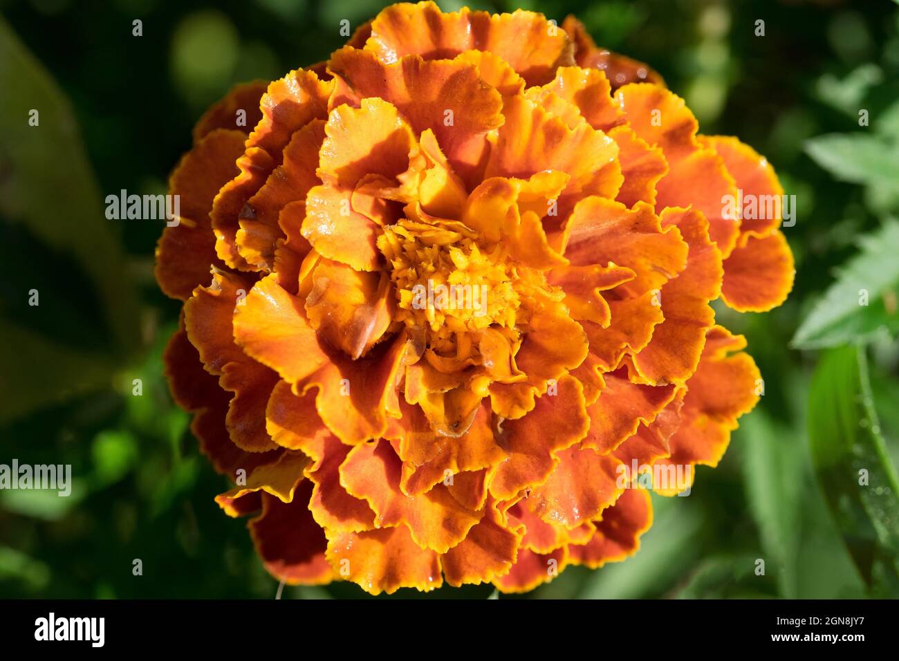 Marigold flower (Calendula officinalis) in orange and yellow colors on ...