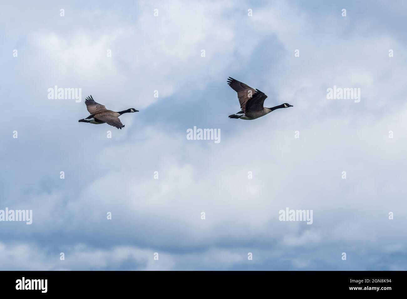 A pair of geese flying upwards flapping their wings for speed through ...