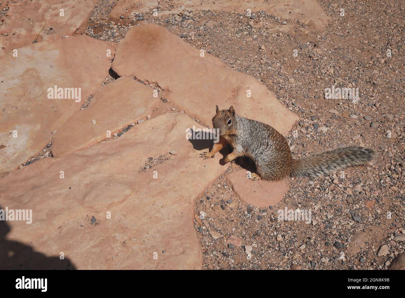 Top view of a squirrel on the ground Stock Photo - Alamy