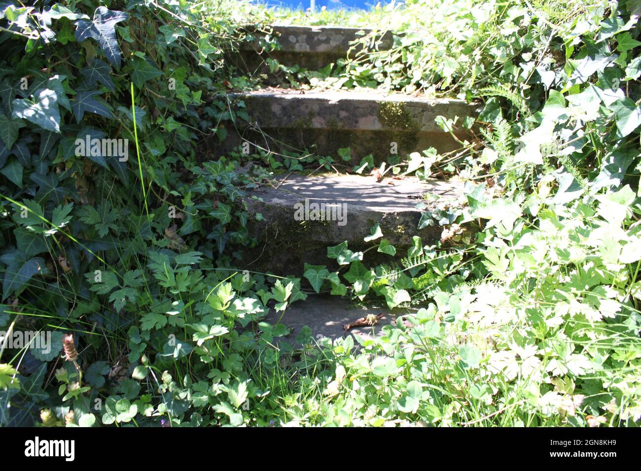 stairs in garden overgrown with green ivy Stock Photo - Alamy