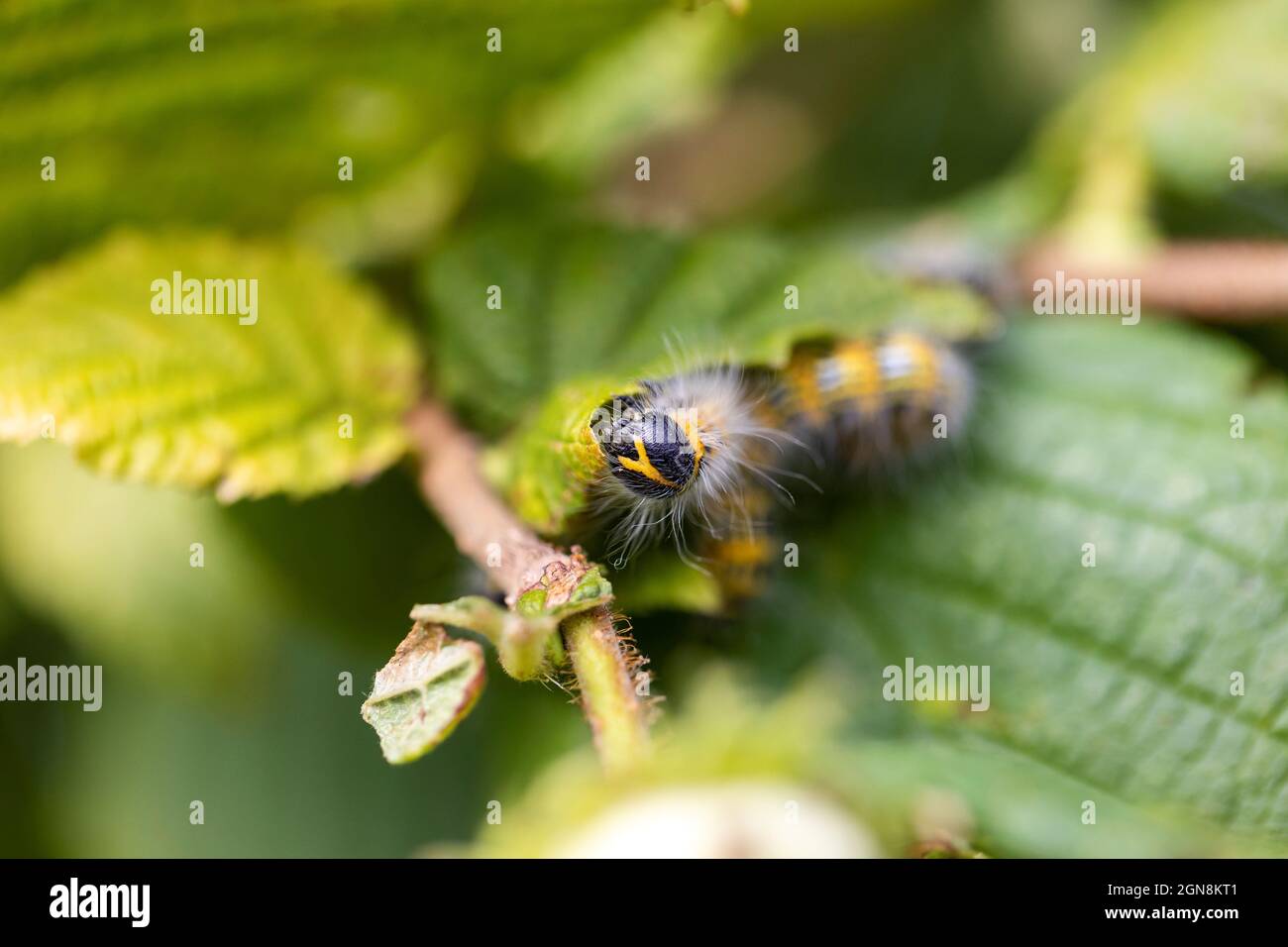 A portrait of a buff-tip caterpillar sitting on a leaf of a hazelnut ...