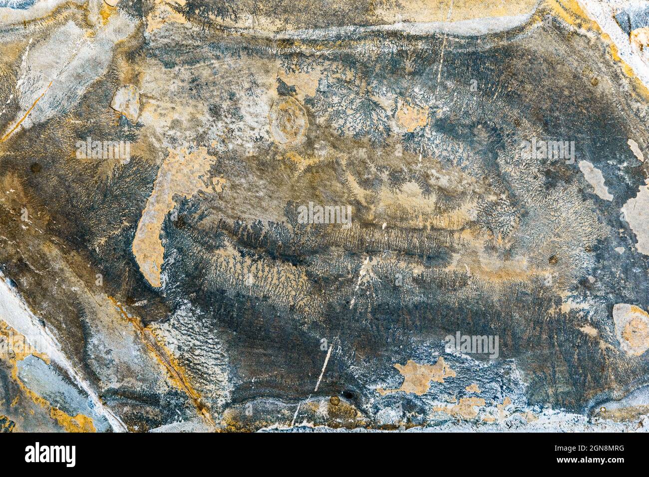 Aquatic Plant Material High Resolution Stock Photography and Images - Alamy