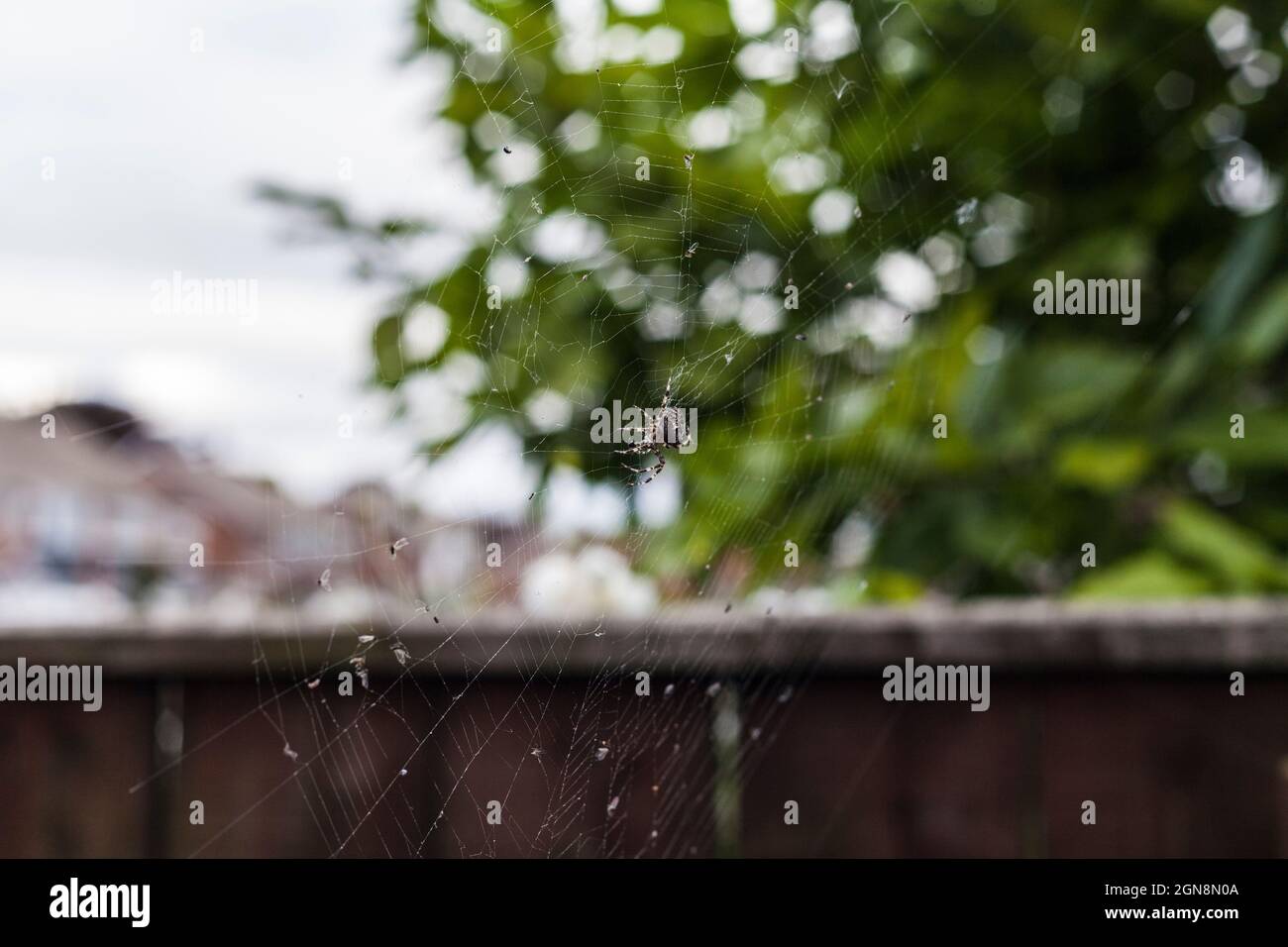 A spider in the centre of its web outside in a garden in Stockton on ...